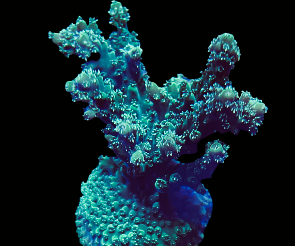 Acropora – AquaCorail