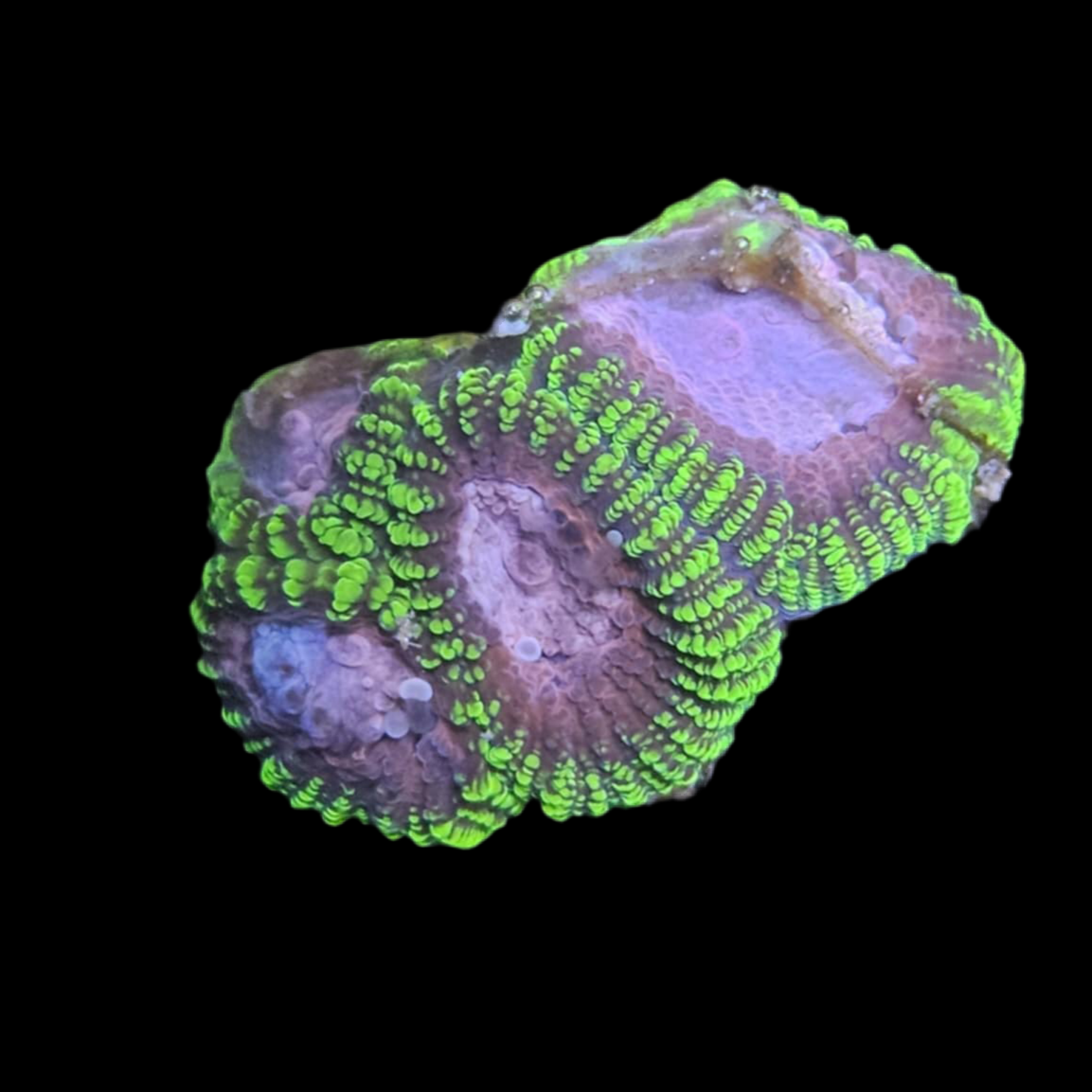 Red Submarine Favia – AquaCorail