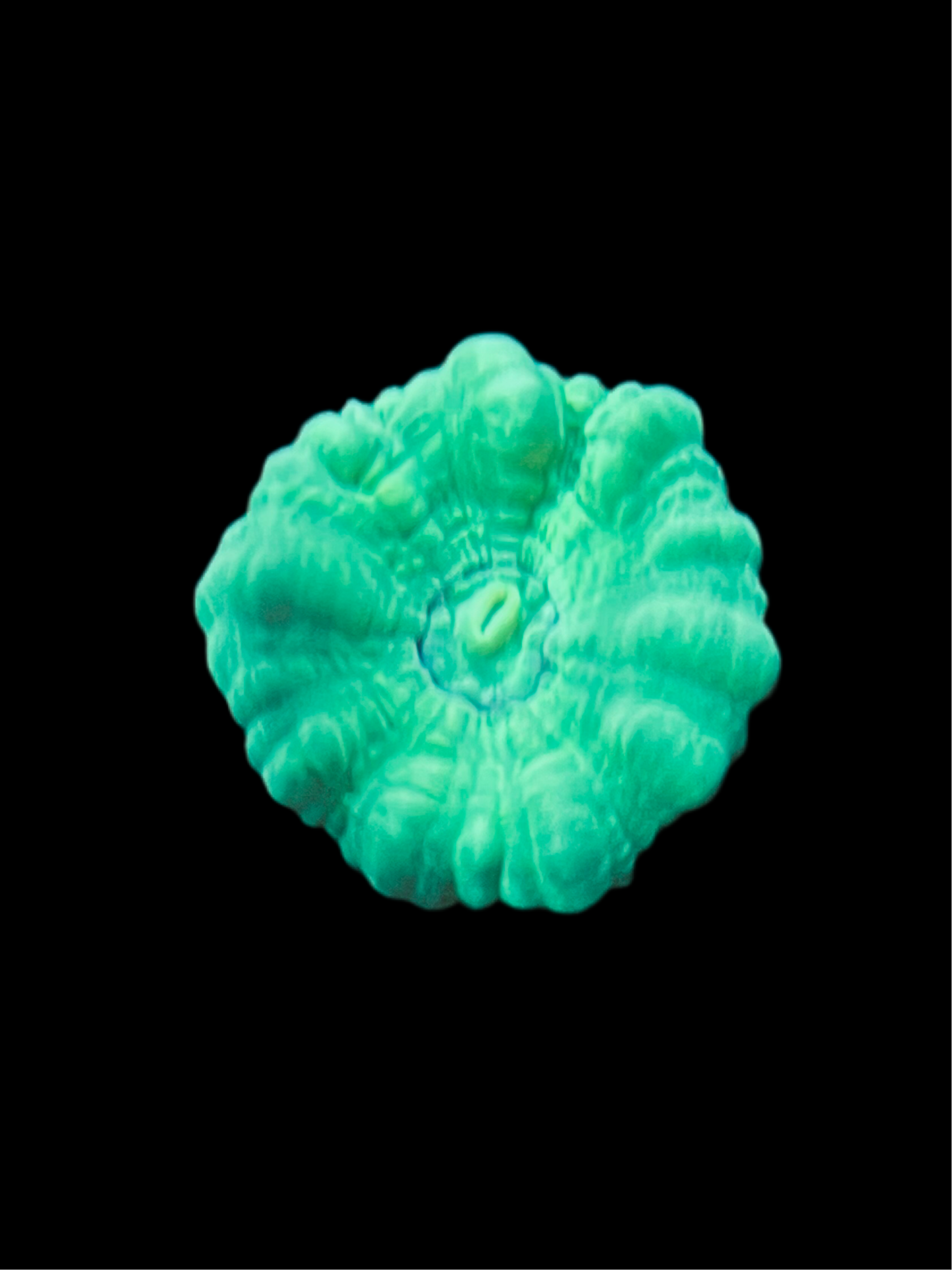 Kryptonite Candy Cane – AquaCorail